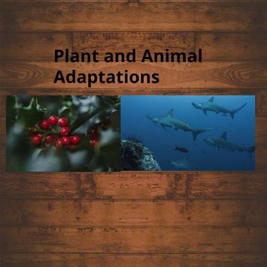 Book Creator | Plant and Animal Adaptation Research