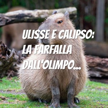 Book Creator | Ulisse e Calipso
