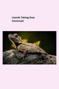 Book Creator | Lizards in Cincinnati