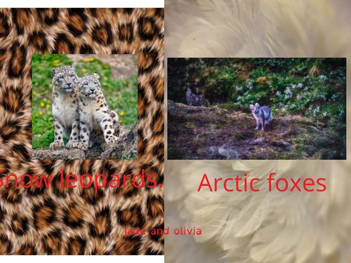 Book Creator | Arctic Fox vs. Snow Leopard