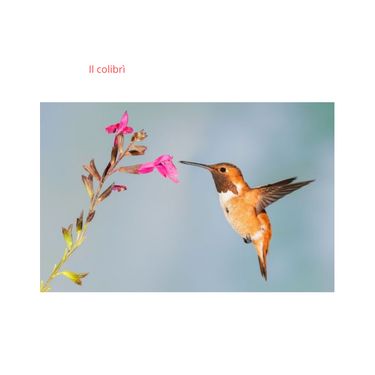 Book Creator | Il colibrì