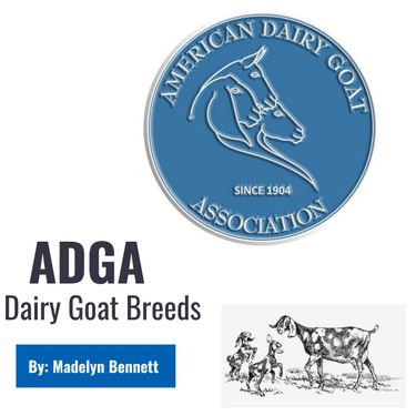 Book Creator | ADGA Dairy Goat Breeds