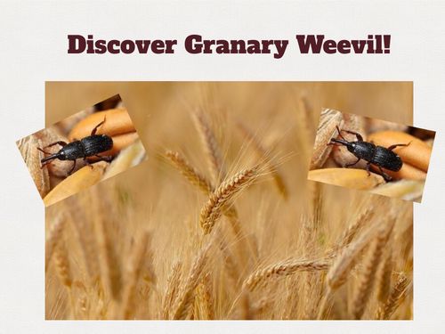 Book Creator | Discover Granary Weevil!