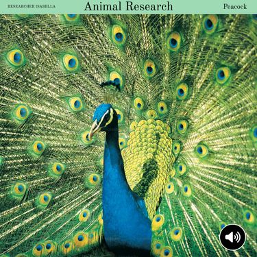 Book Creator | Peacocks