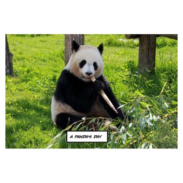Book Creator | A Panda's day