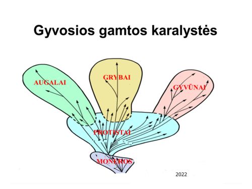 Book Creator | Gyvosios gamtos karalystės