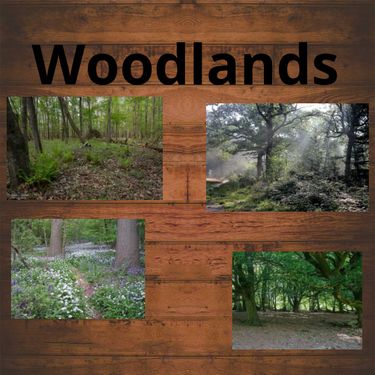 Book Creator | Woodlands