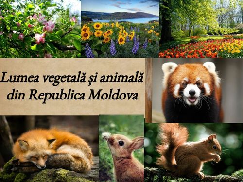 Book Creator | Lumea vegetală și animală din Republica Moldova