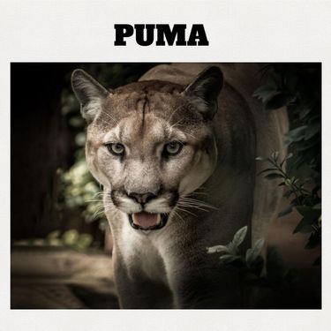 Book Creator | Puma y sus sistemas