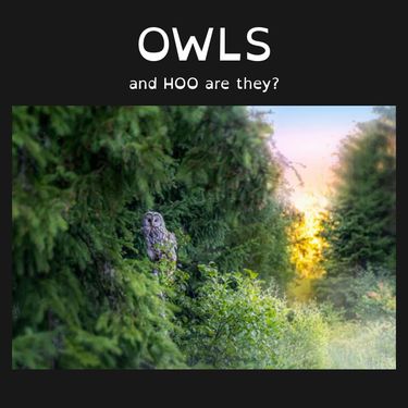 Book Creator | Owls and hoo are they?
