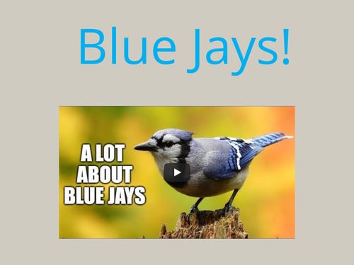 Book Creator | Blue Jays