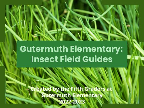 Book Creator | Gutermuth Elementary: Insect Field Guides