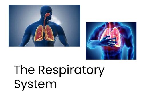 Book Creator | The respiratory System