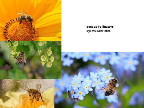 Book Creator | Bees as Pollinators