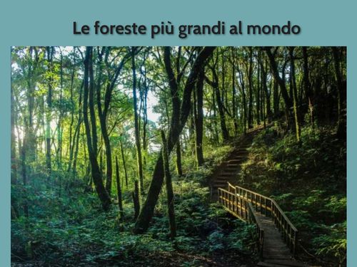 Book Creator | Le foreste più grandi al mondo