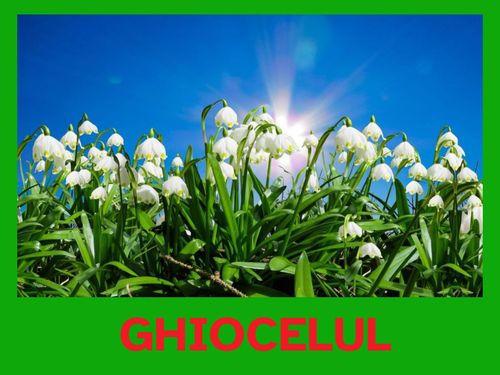 Book Creator | GHIOCELUL