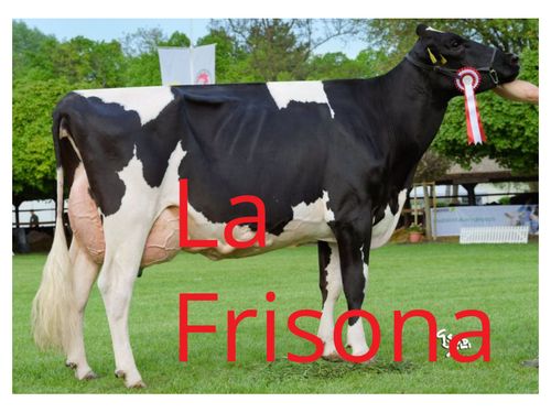 Book Creator | La razza Frisona