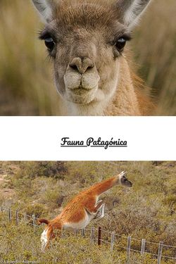 Book Creator | Los Guanacos