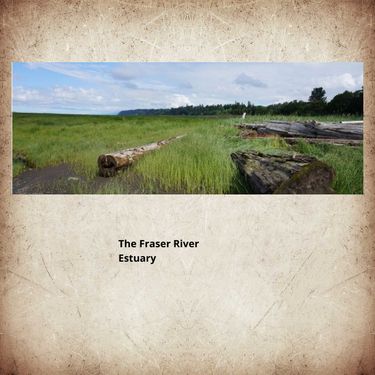 Book Creator | The Fraser River Estuary