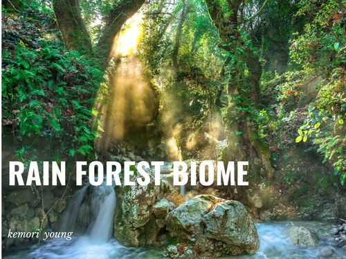Book Creator | Rainforest