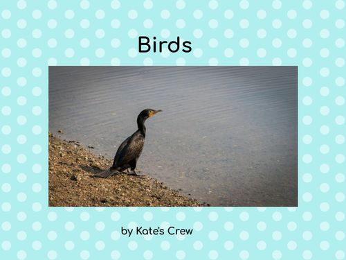 Book Creator | Birds