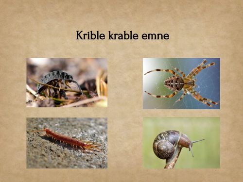 Book Creator | Kribe krable forløb