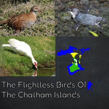 Book Creator | Flightless Birds of the Chatham Islands