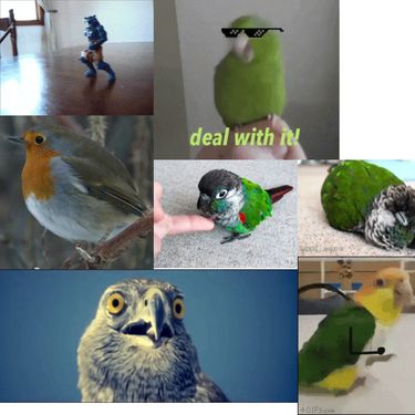 Book Creator | bird book