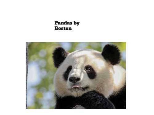 Book Creator | Pandas