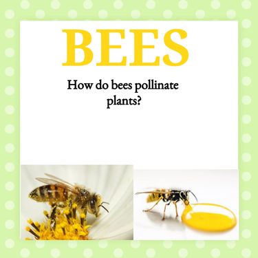 Book Creator | Pollination