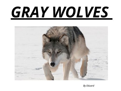 Book Creator | Gray Wolves