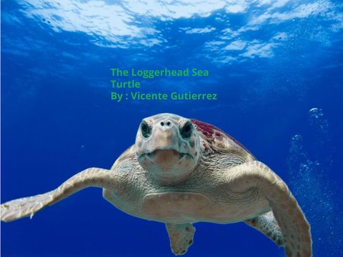 Book Creator | The Loggerhead sea turtle