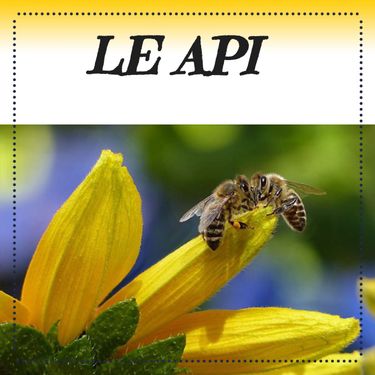 Book Creator | Le api