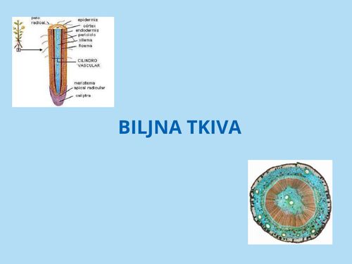 Book Creator | Biljna tkiva