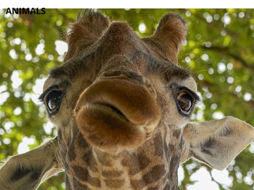 Book Creator | animals