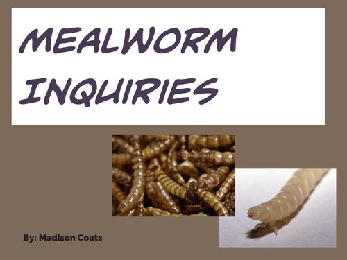 Book Creator | Mealworm Inquiries