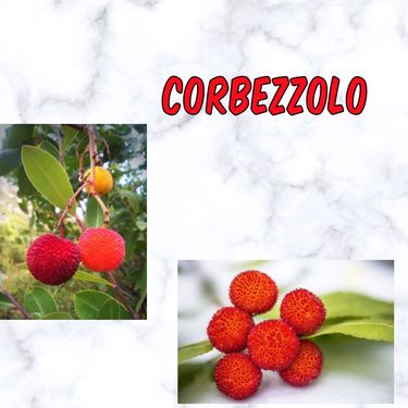 Book Creator | Corbezzolo