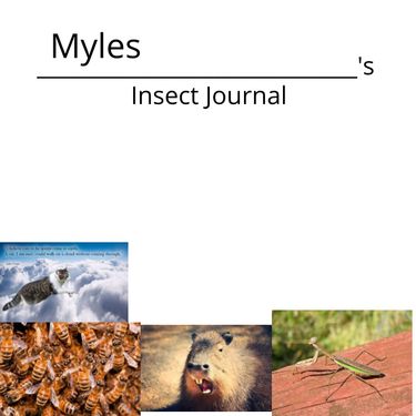 Book Creator | Insect Journal