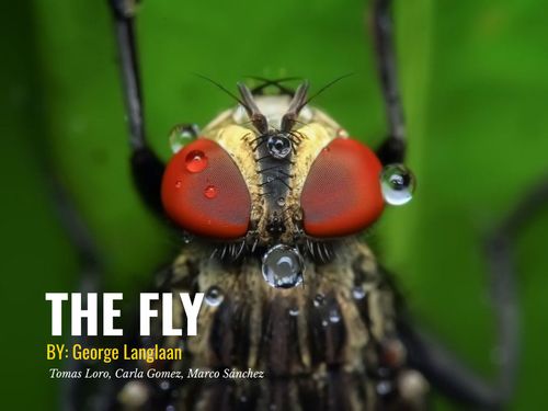 Book Creator | The fly