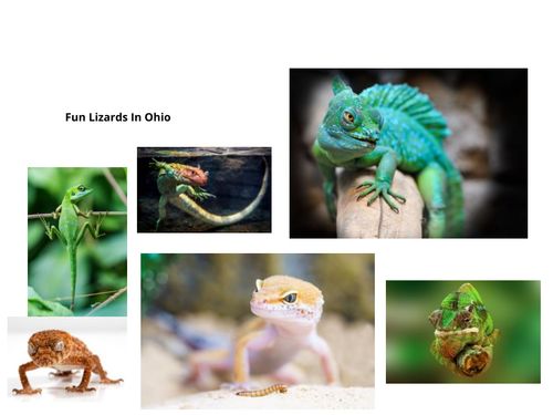 Book Creator | Lizards!