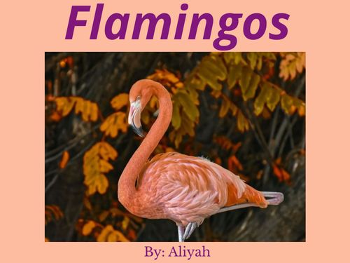 Book Creator | All About Flamingos