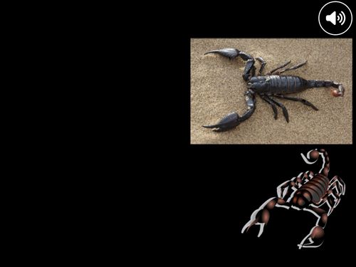 Book Creator | Let's Learn About Scorpions