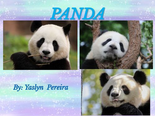 Book Creator | Panda