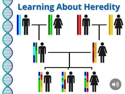 Book Creator | Learning About Heredity