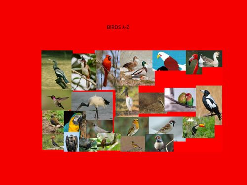 Book Creator | birds A-Z