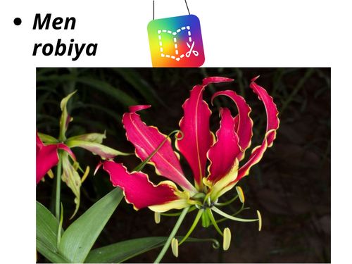 Book Creator | Men robiya