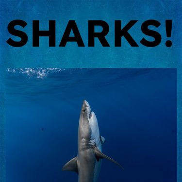 Book Creator | Sharks!