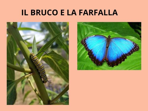 Book Creator | IL BRUCO E LA FARFALLA
