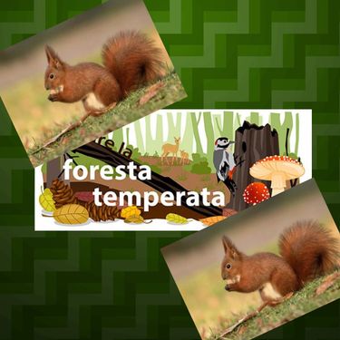 Book Creator | LE FORESTE TEMPERATE