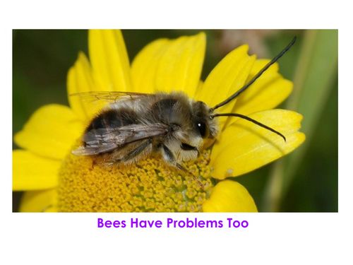 Book Creator | Bees Have Problems Too